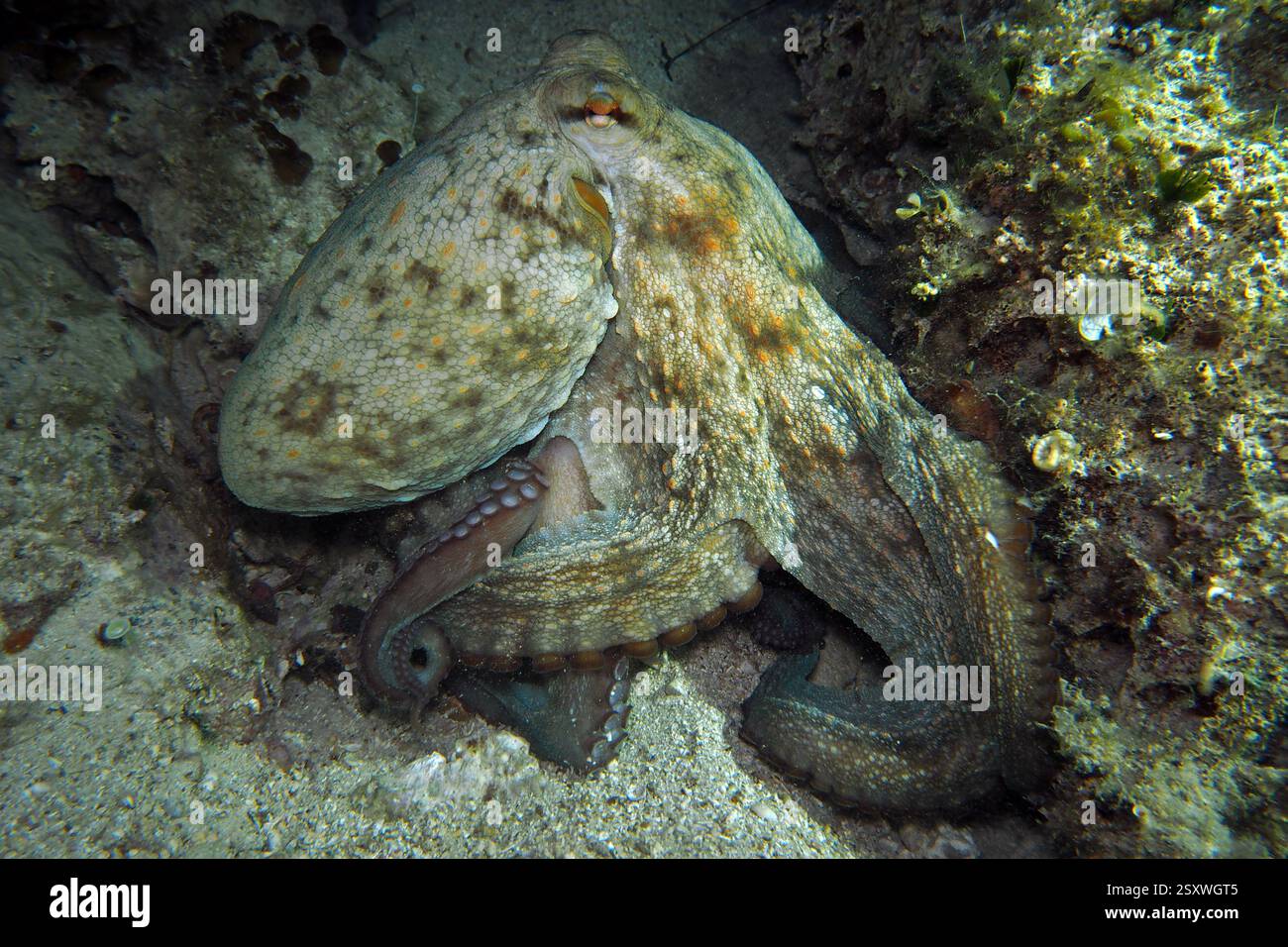 Common octopus in Adriatic sea, Croatia Stock Photo - Alamy
