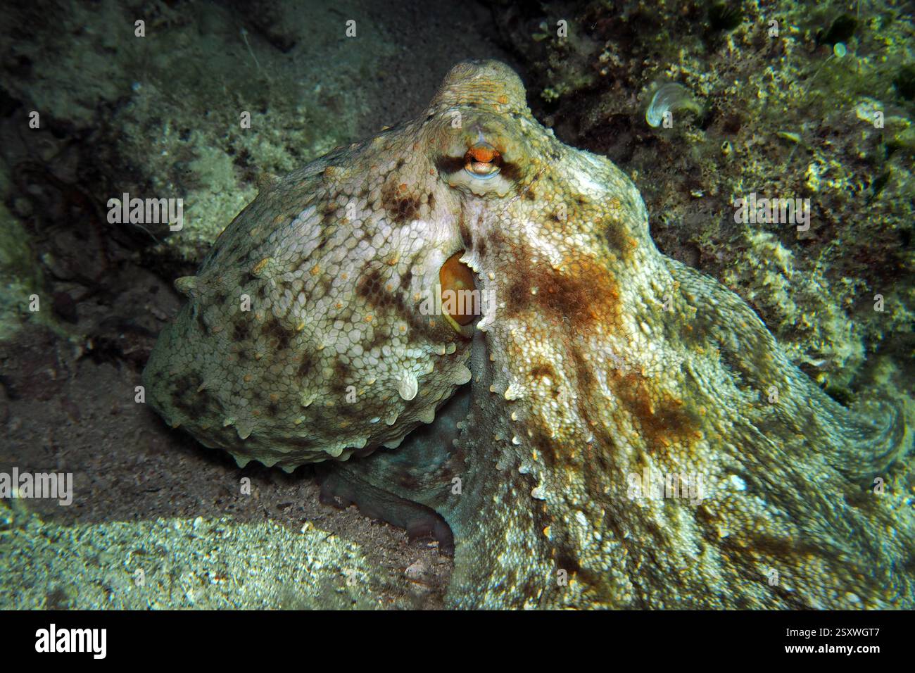 Common octopus in Adriatic sea, Croatia Stock Photo - Alamy