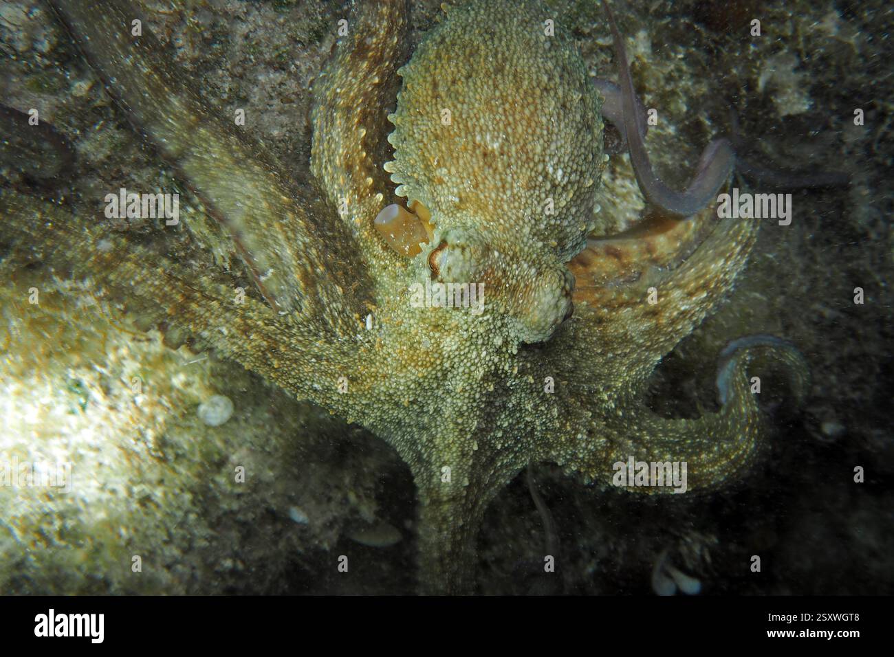 Common octopus in Adriatic sea, Croatia Stock Photo - Alamy