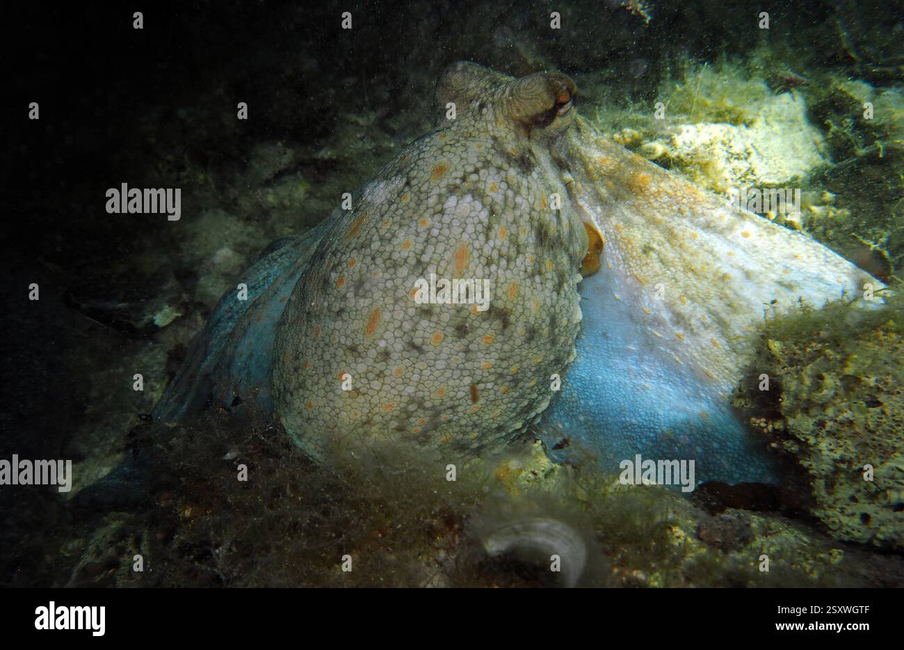 Common octopus in Adriatic sea, Croatia Stock Photo - Alamy