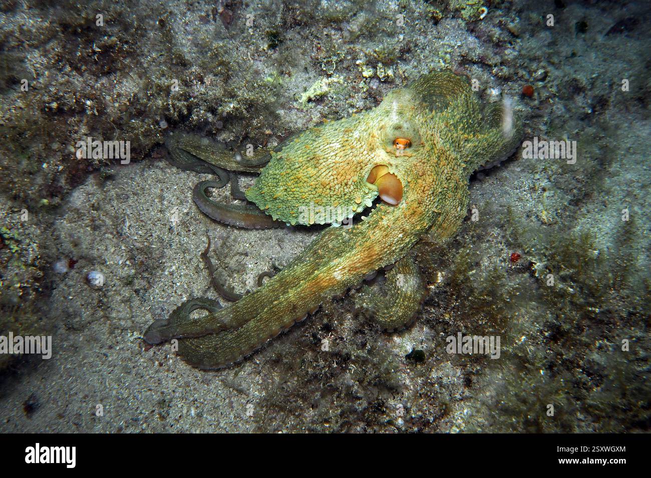 Common octopus in Adriatic sea, Croatia Stock Photo - Alamy