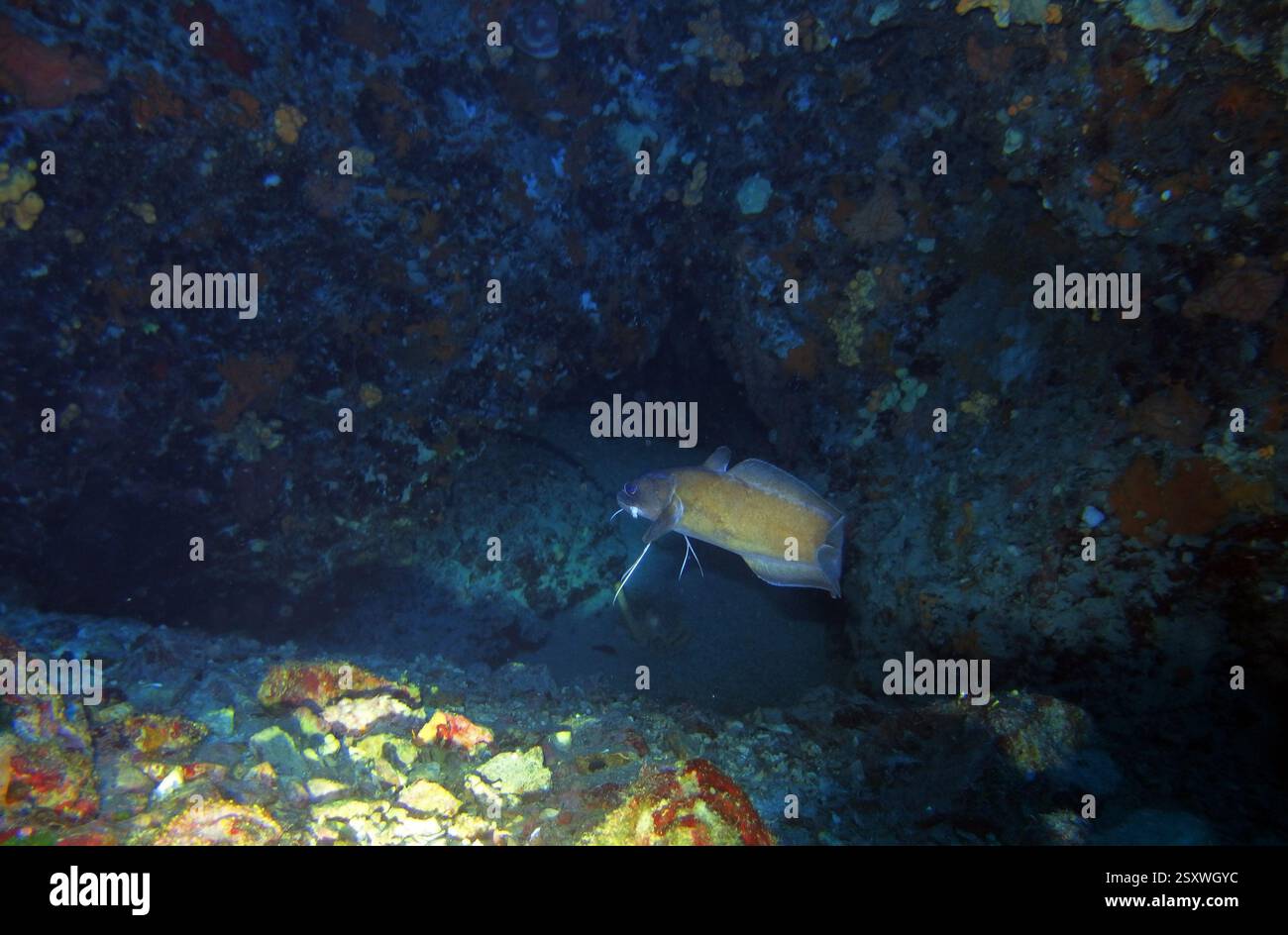 Forkbeard fish hi-res stock photography and images - Alamy