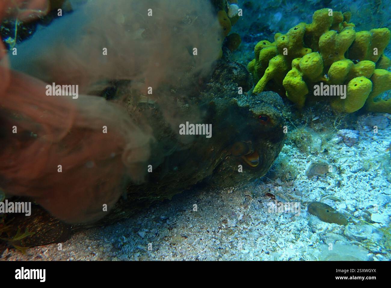 Common octopus in Adriatic sea, Croatia Stock Photo - Alamy