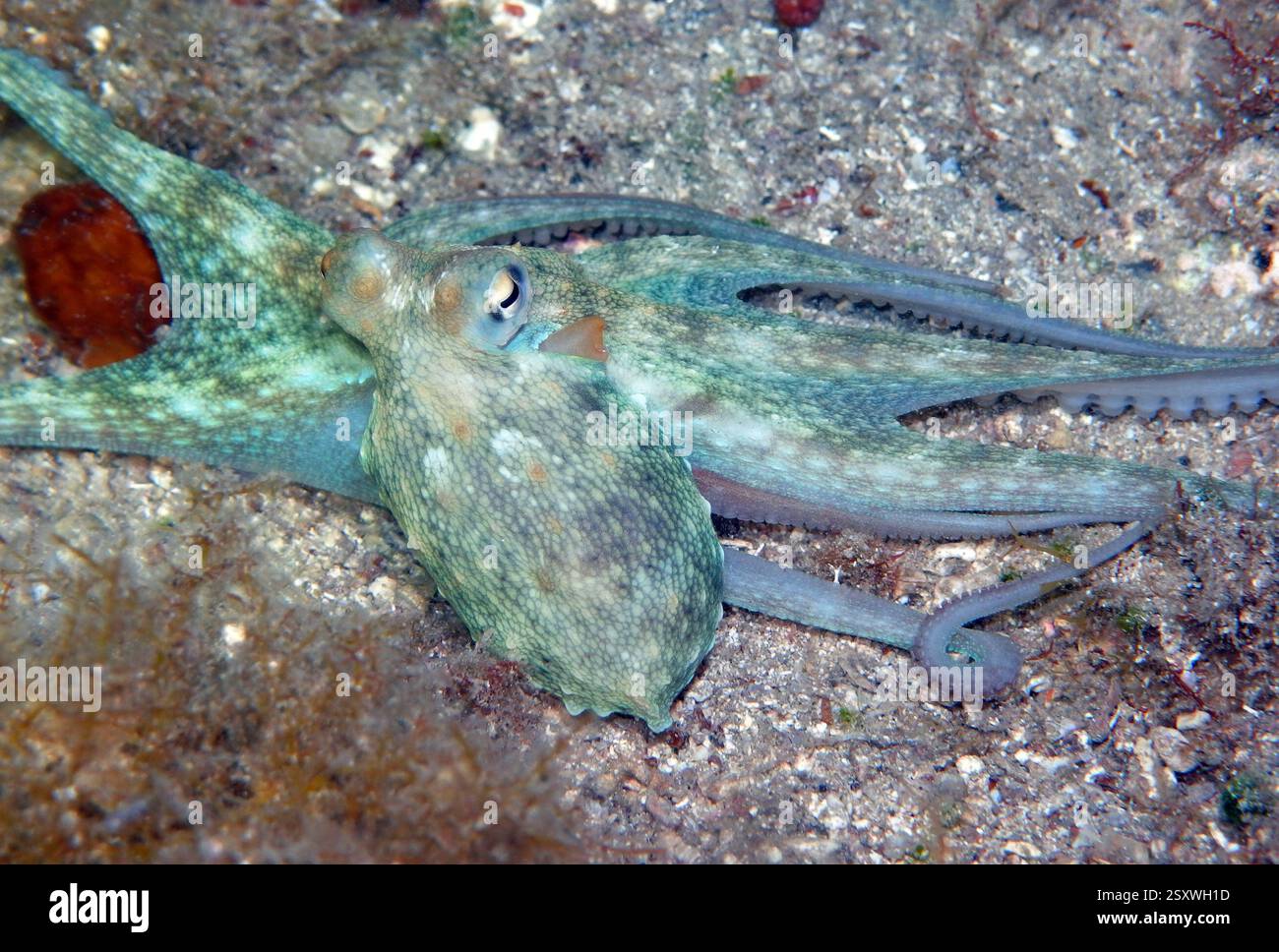 Common octopus in Adriatic sea, Croatia Stock Photo - Alamy