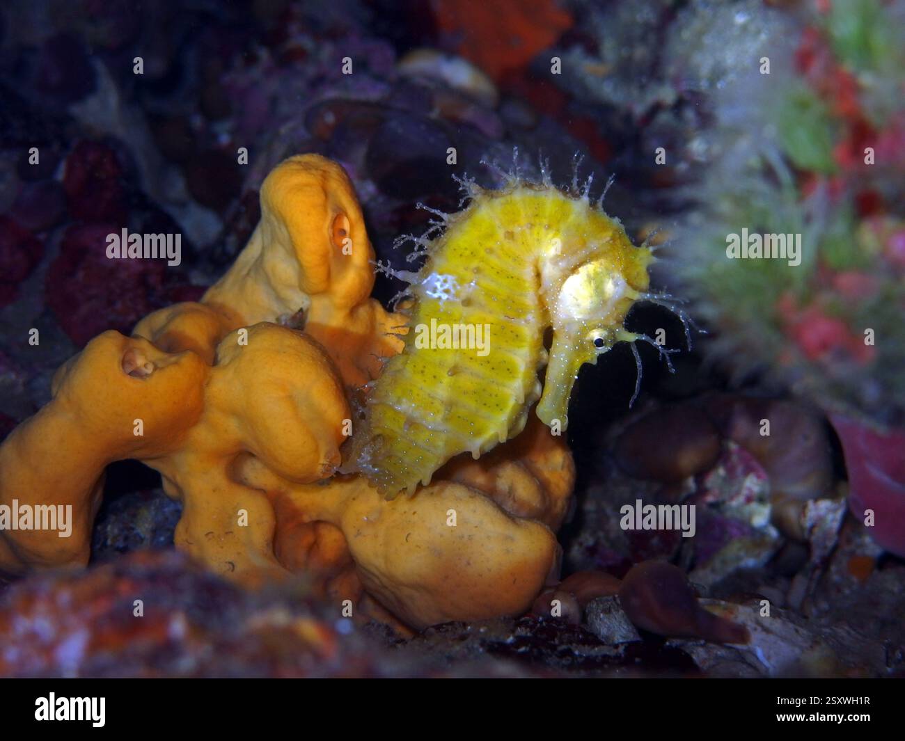 Long-snouted seahorse (Hippocampus guttulatus) in Adriatic sea, Croatia ...