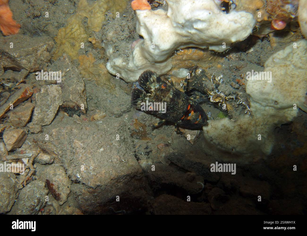 European Locust Lobster in Adriatic sea, Croatia Stock Photo - Alamy