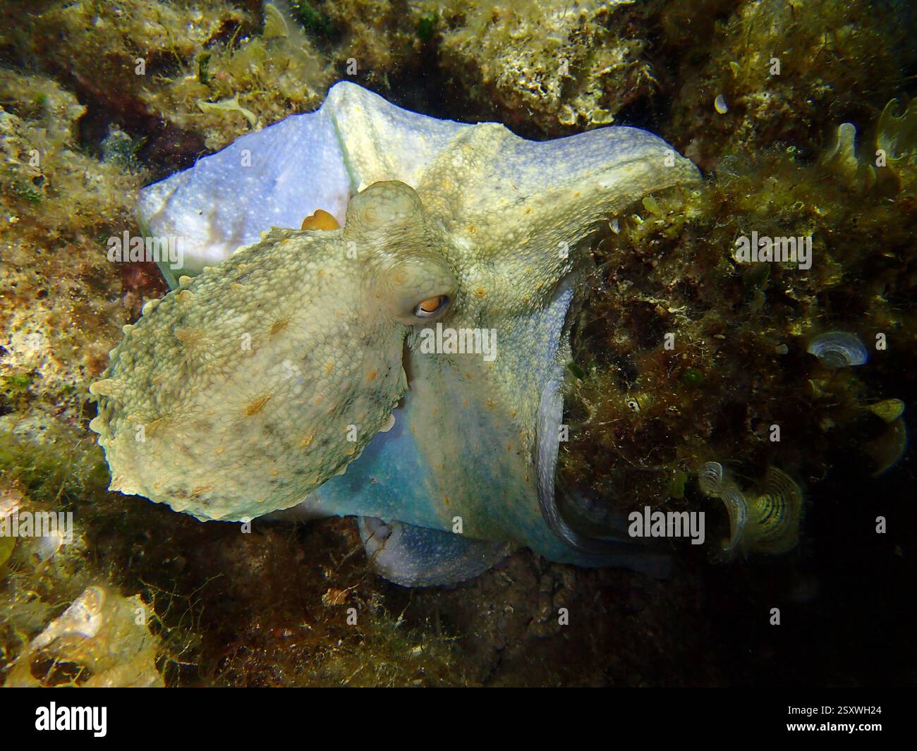 Common octopus in Adriatic sea, Croatia Stock Photo - Alamy