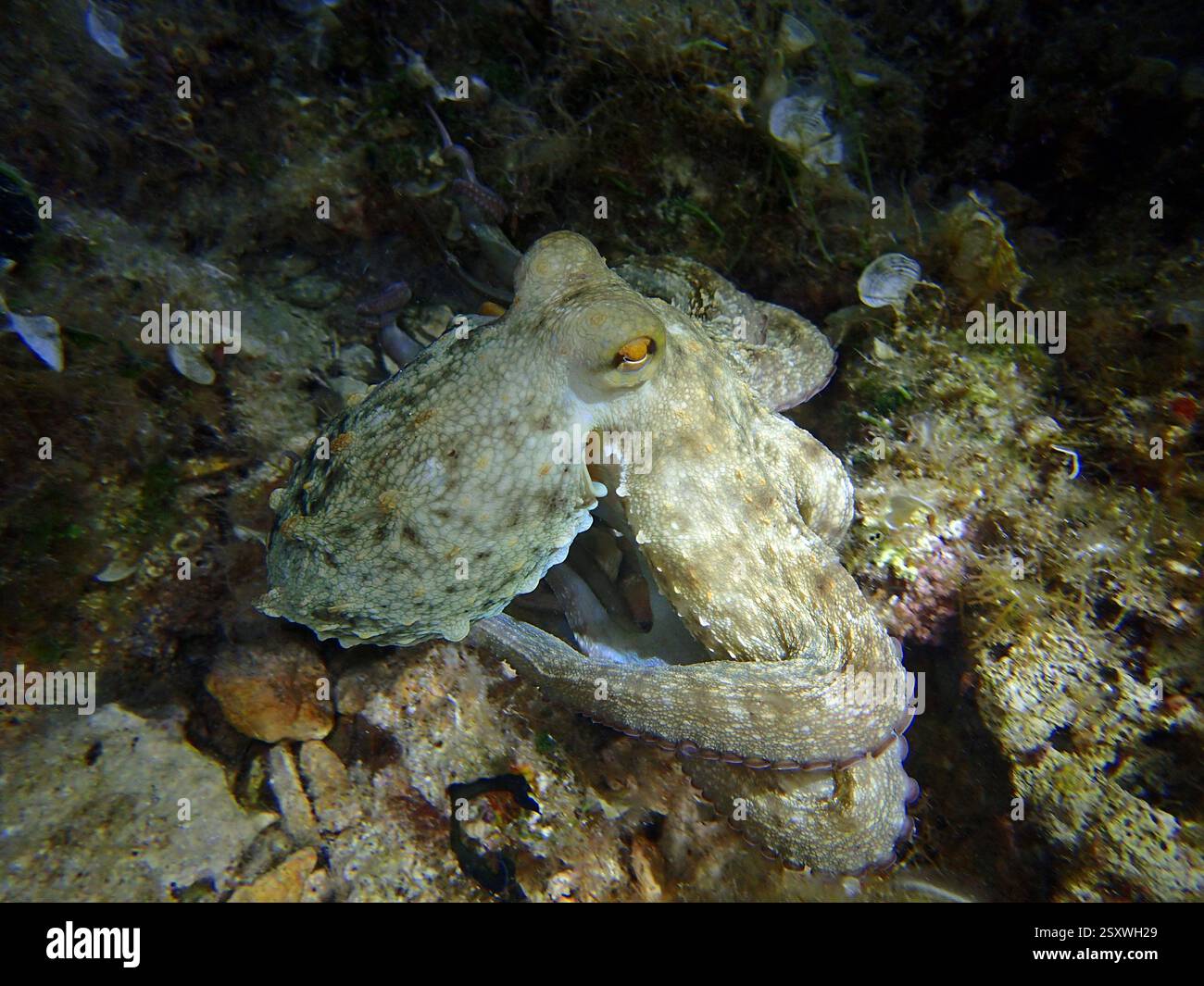 Common octopus in Adriatic sea, Croatia Stock Photo - Alamy