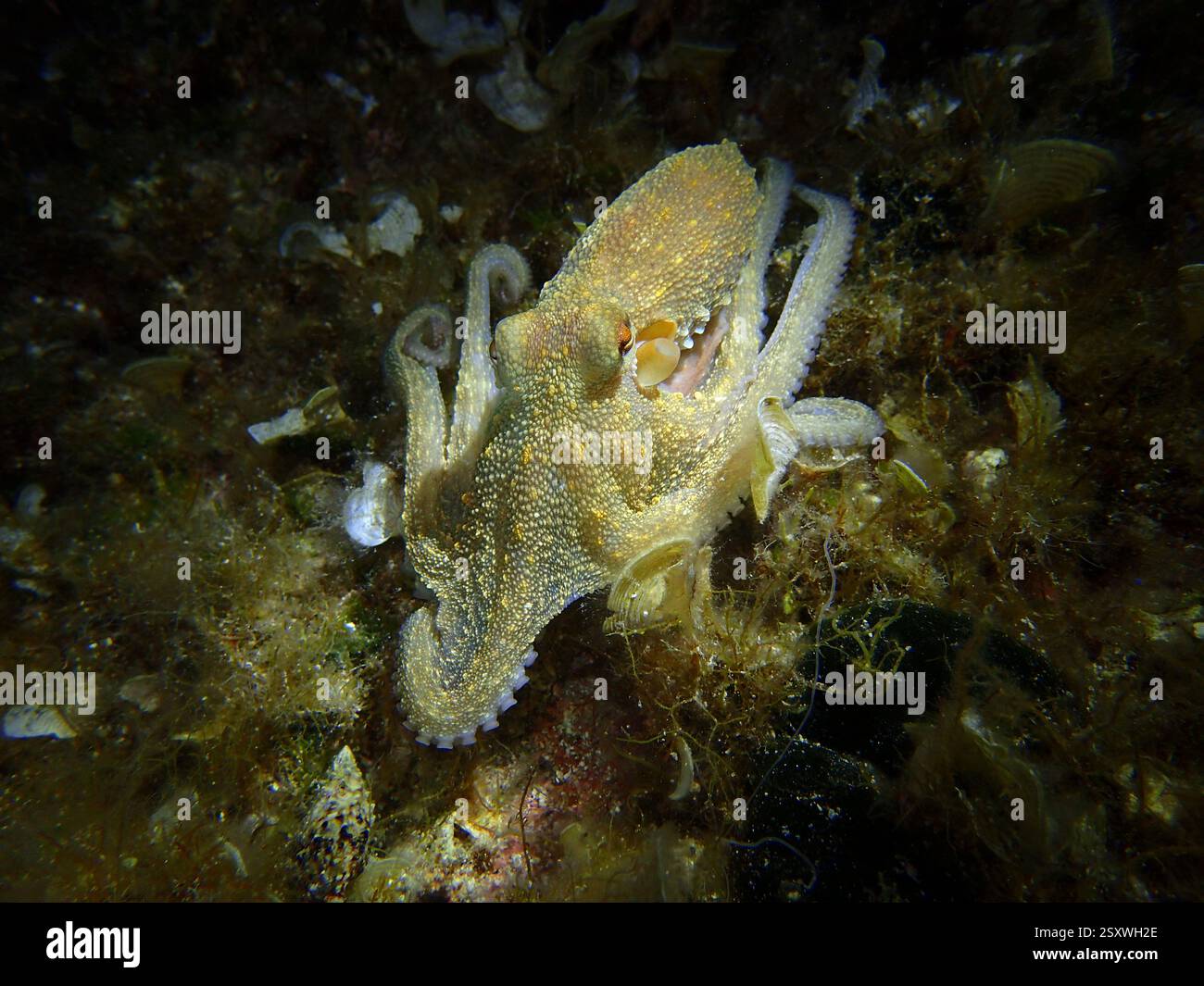 Common octopus in Adriatic sea, Croatia Stock Photo - Alamy