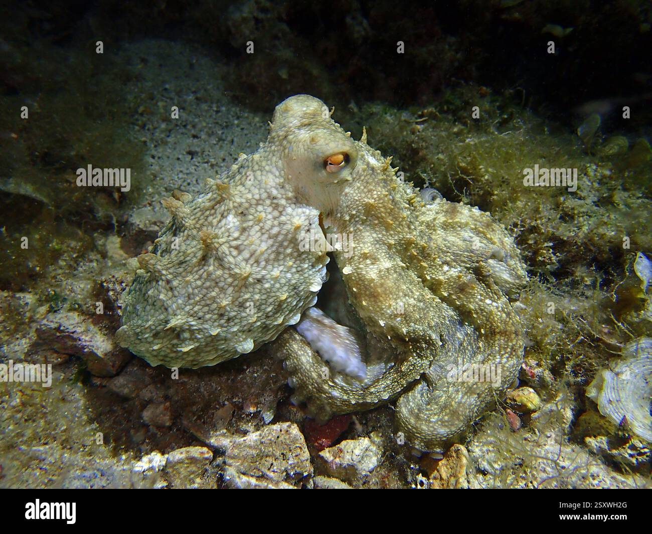 Common octopus in Adriatic sea, Croatia Stock Photo - Alamy