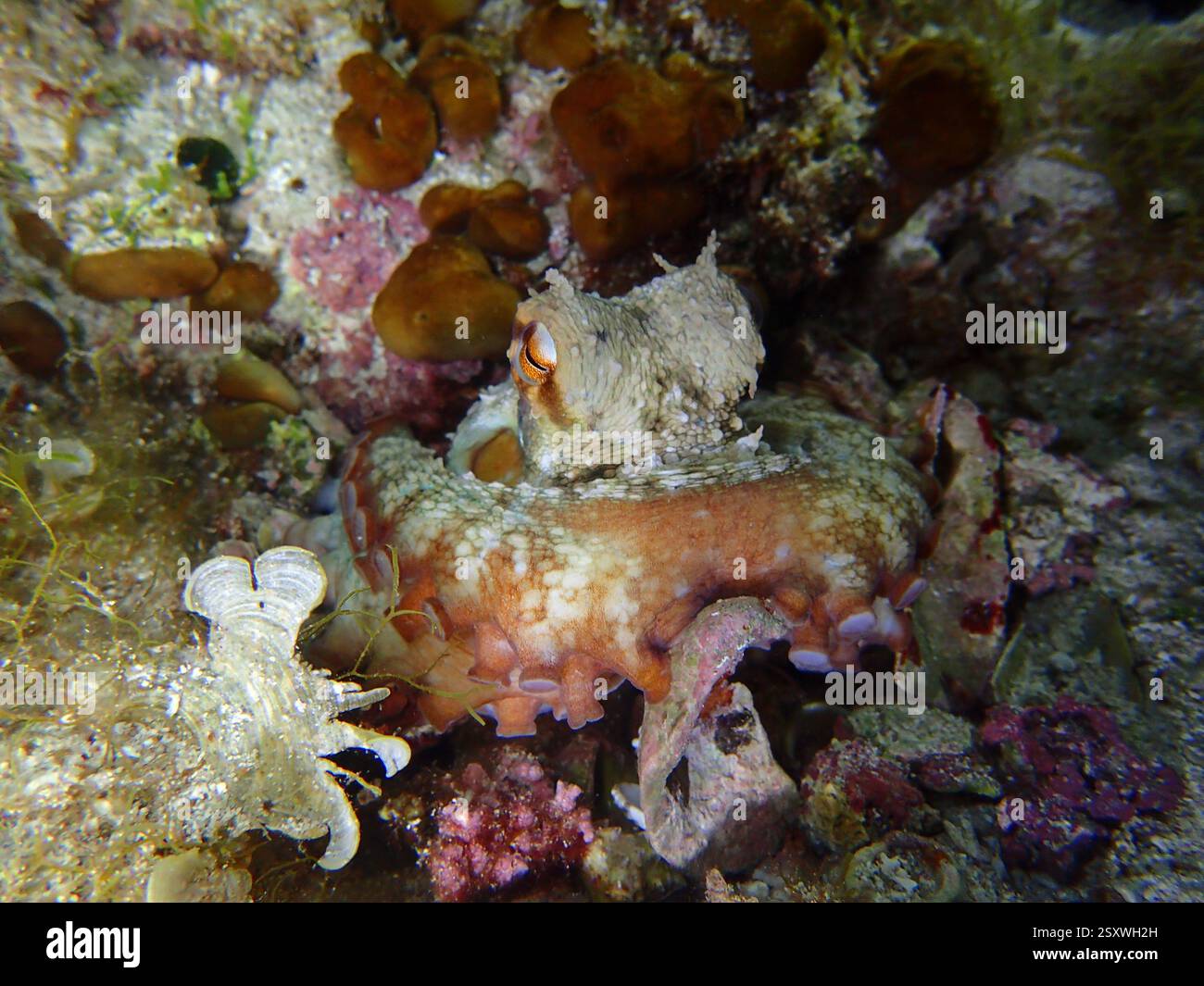 Common octopus in Adriatic sea, Croatia Stock Photo - Alamy