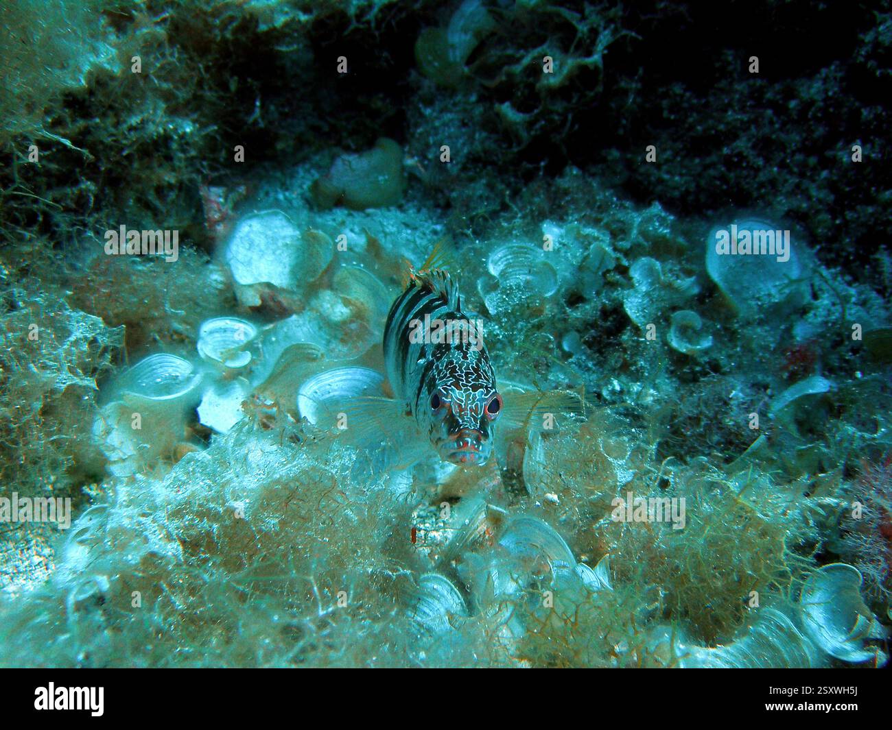 Painted comber in Adriatic sea near Hvar island, Croatia Stock Photo ...