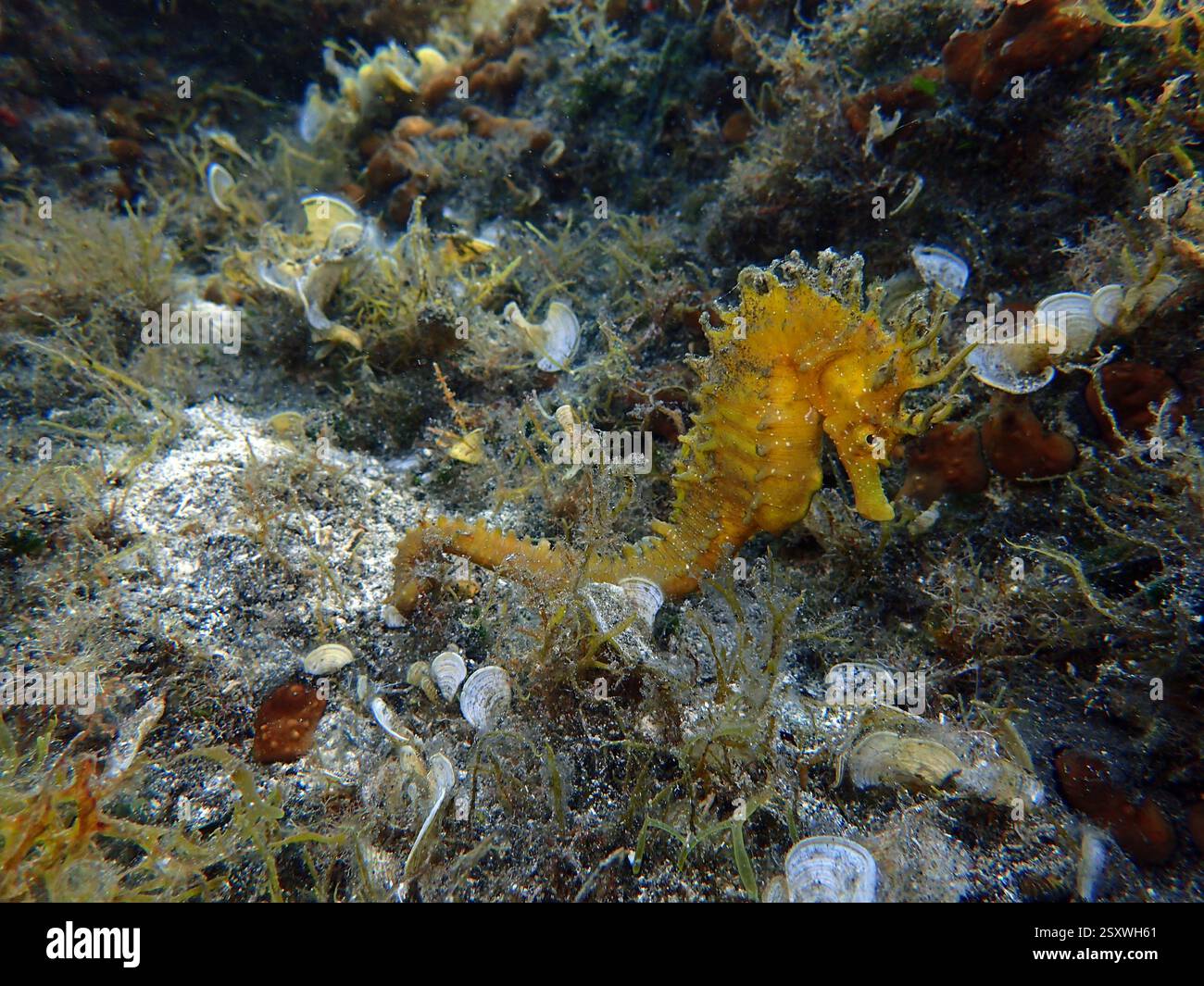 Long-snouted seahorse (Hippocampus guttulatus) in Adriatic sea, Croatia ...