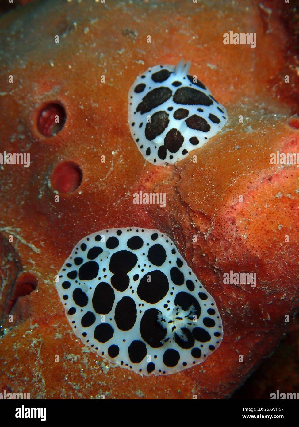 Dotted sea slug in Adriatic sea near Hvar island Stock Photo - Alamy
