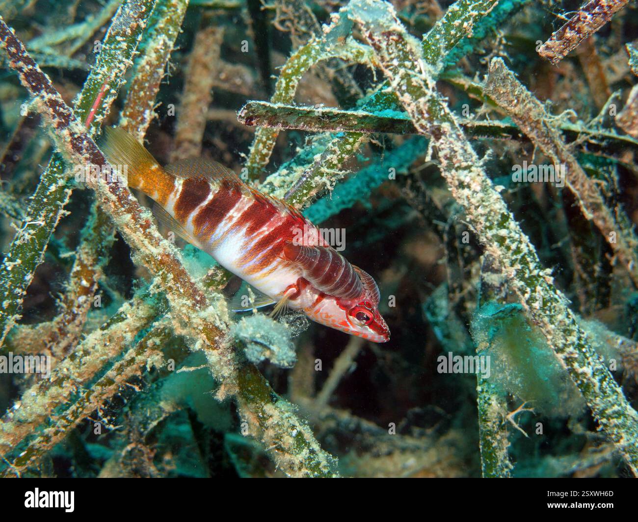 Painted Comber and Parasite Rider in Adriatic sea near Vis island ...