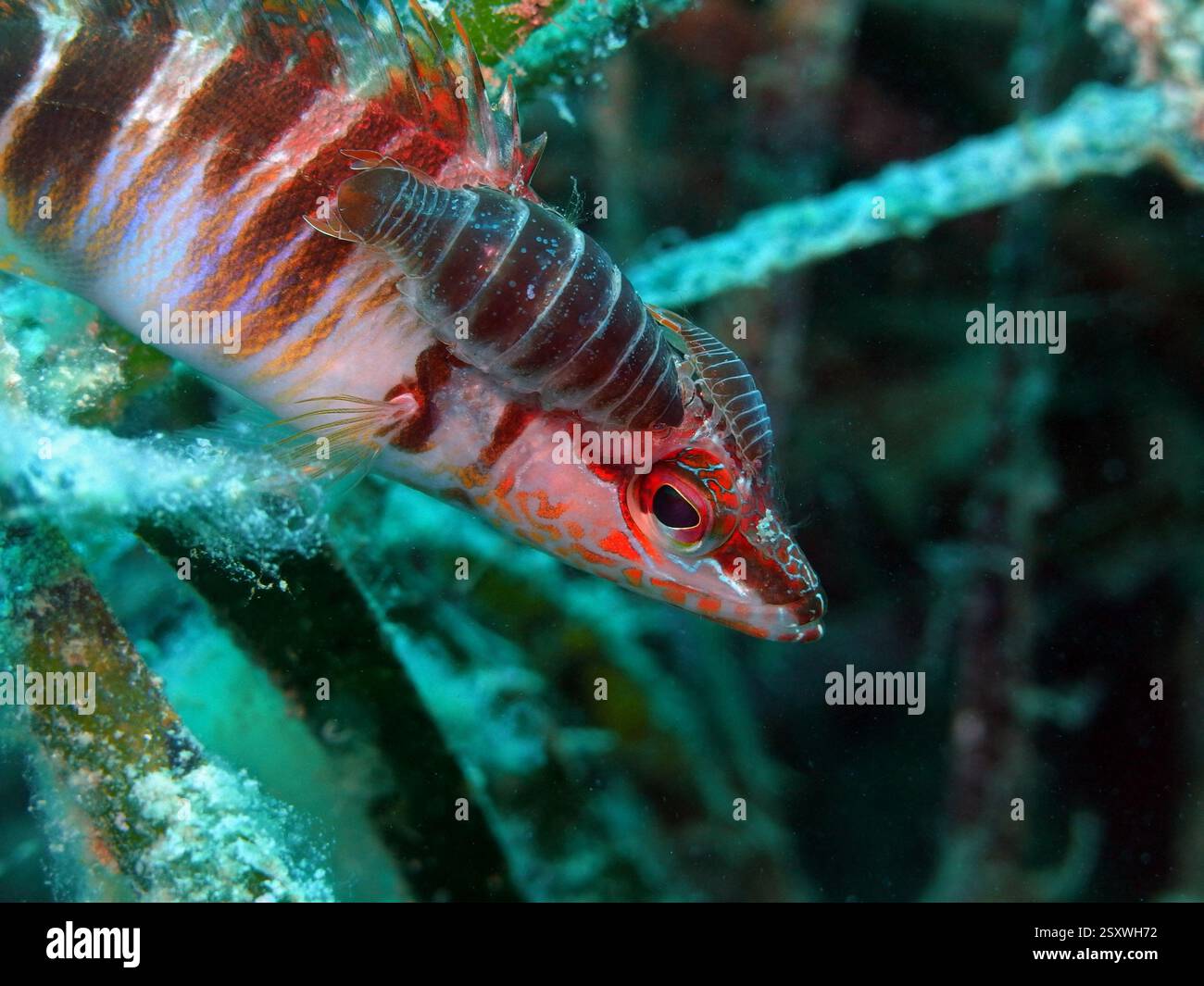 Painted Comber and Parasite Rider in Adriatic sea near Vis island ...