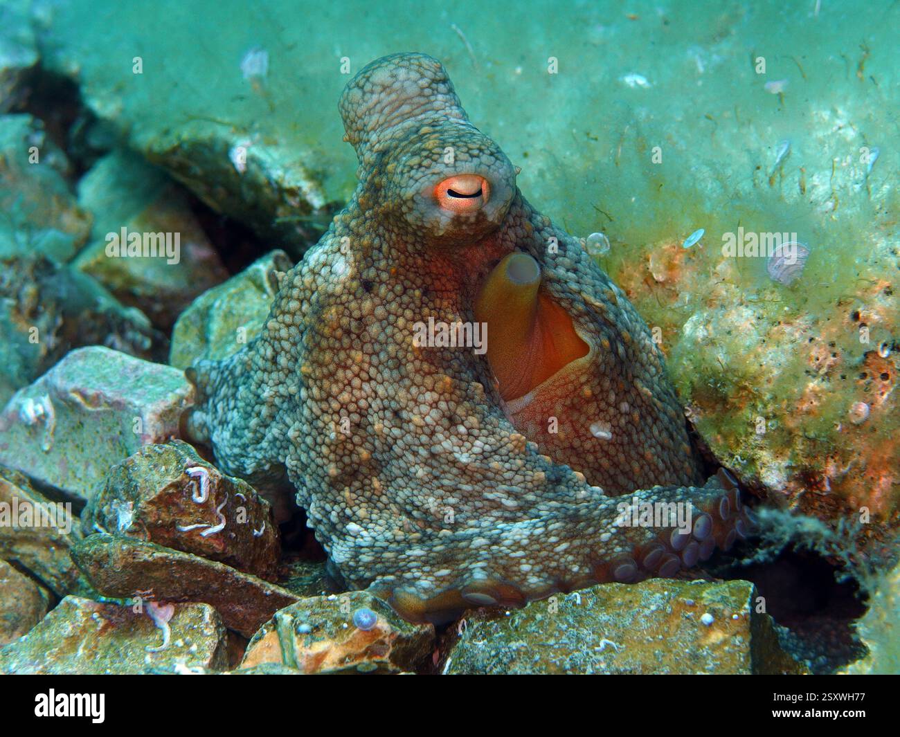 Common octopus in Adriatic sea, Croatia Stock Photo - Alamy