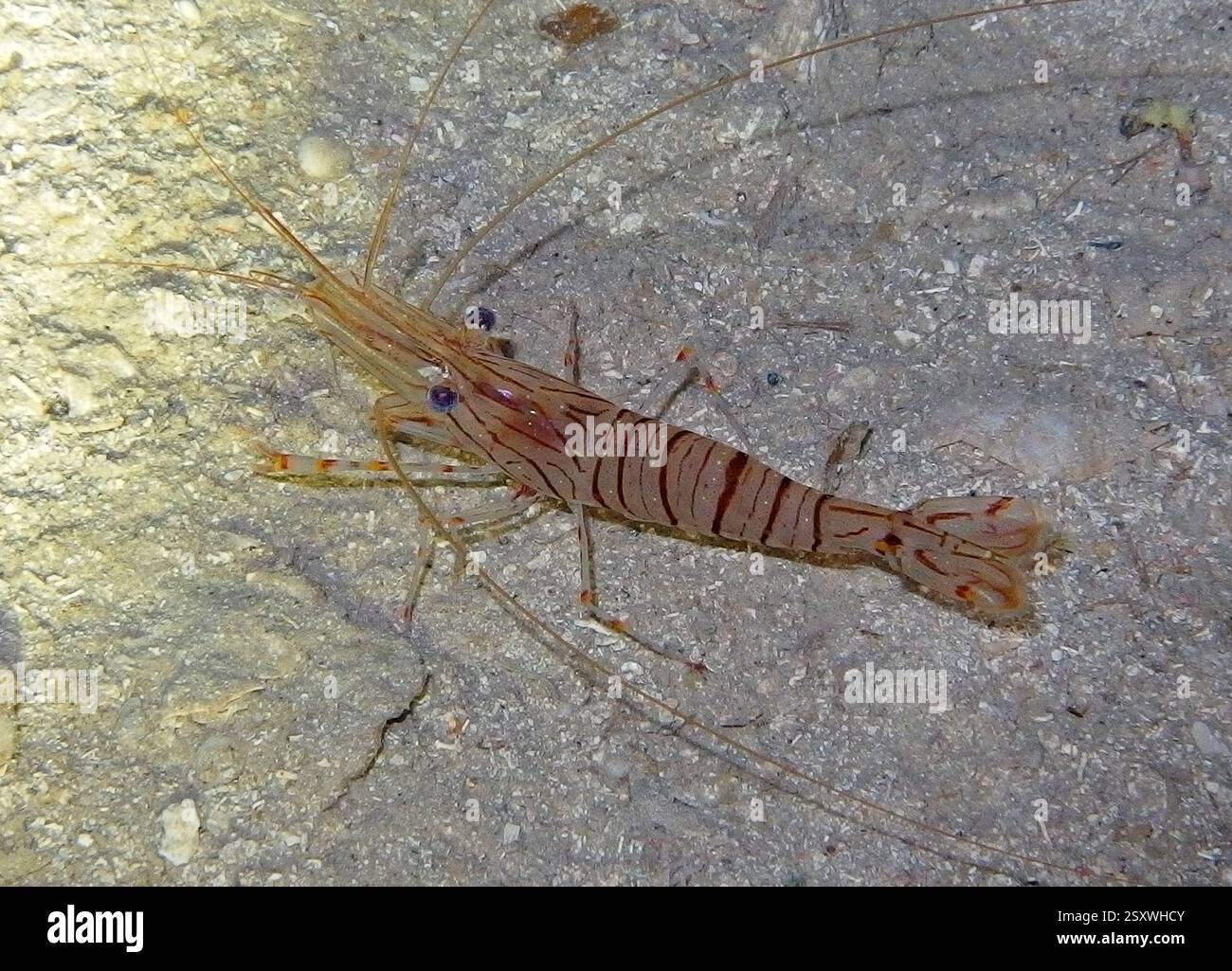 Narwal Shrimp in cave, in Adriatic sea, near Vis island, Croatia ...