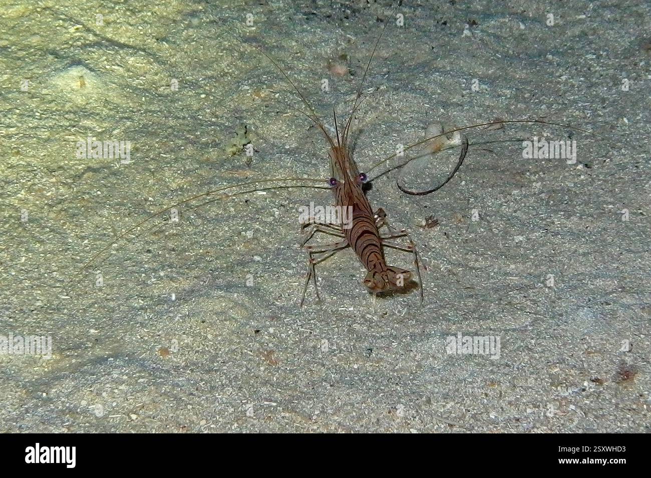 Narwal Shrimp in cave, in Adriatic sea, near Vis island, Croatia ...