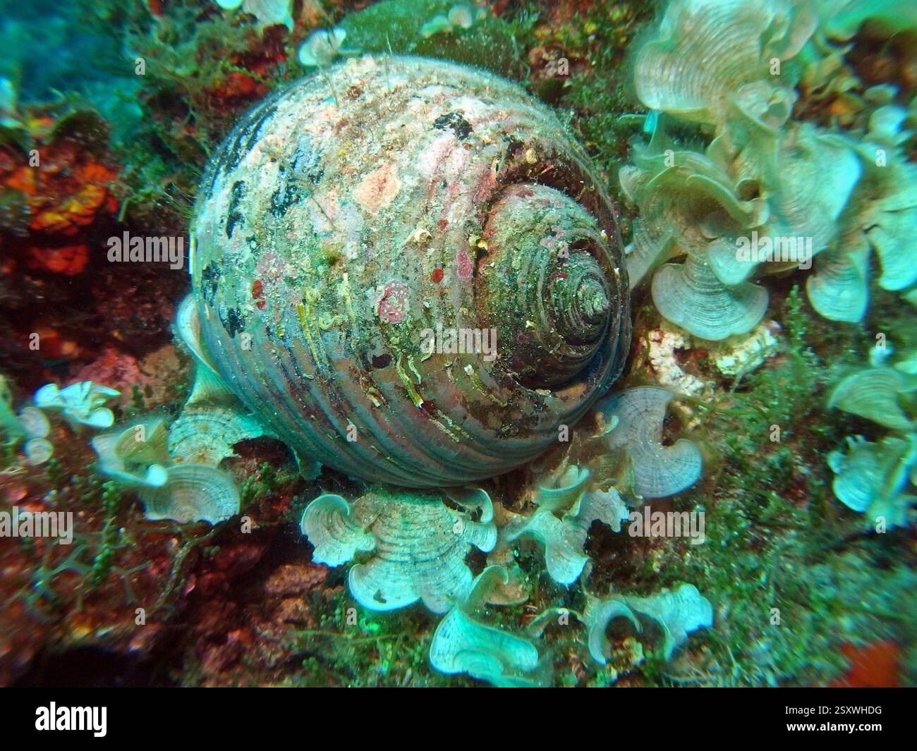 Giant tun - sea snail in Mediterranean Sea, near Vis Island, Croatia ...