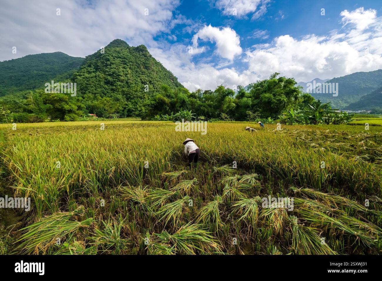 Three local women wearing conical hats harvest rice in the valley of ...