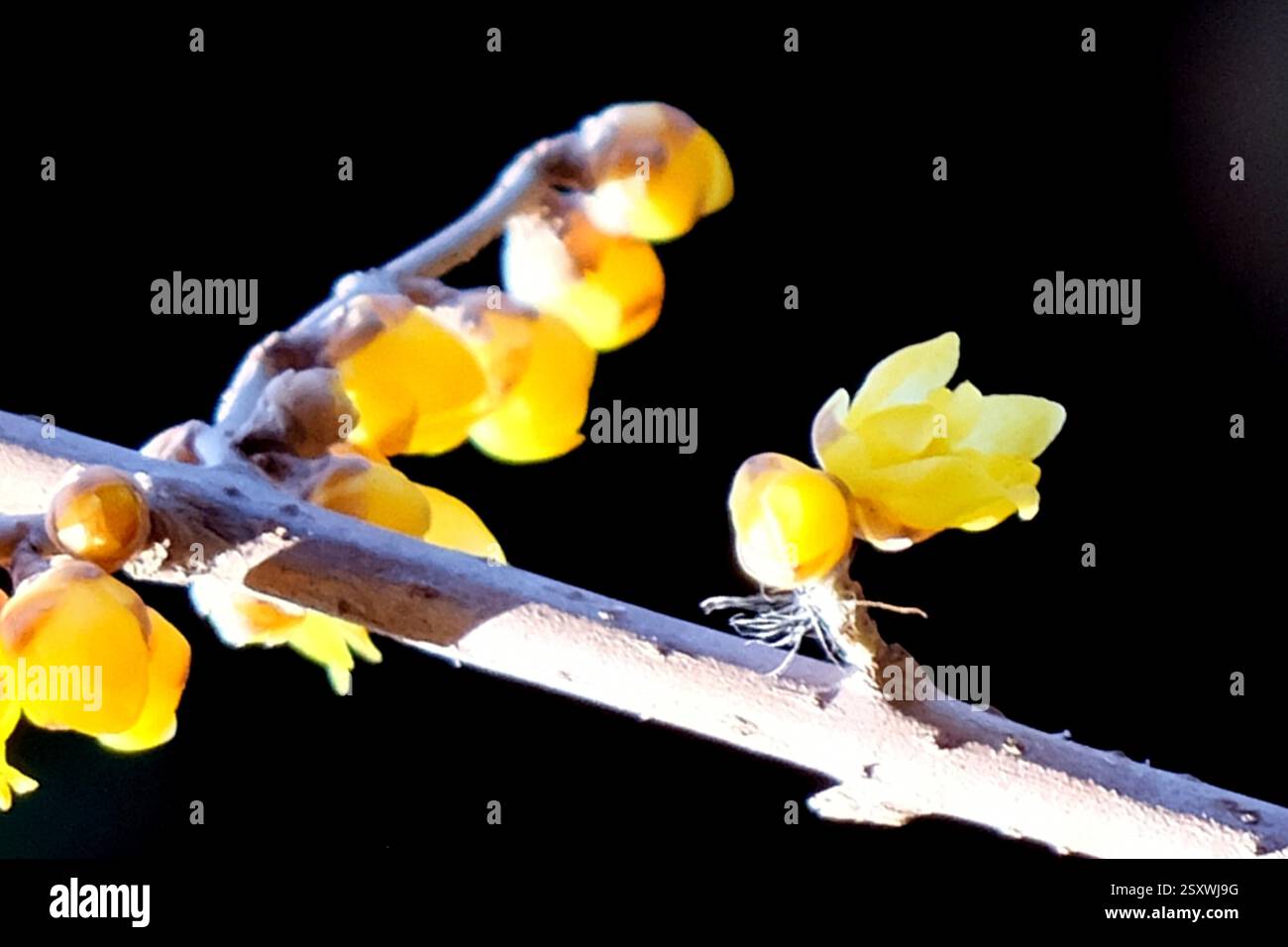 Wintersweet flowers are in full bloom at the Summer Palace in Beijing ...