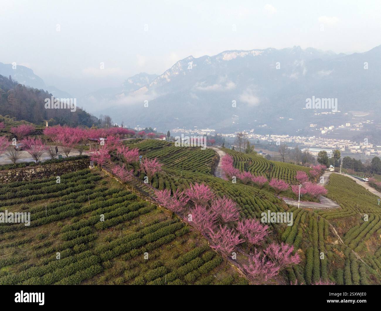 Aerial photo shows the early spring scenery of a tea garden in Yichang ...