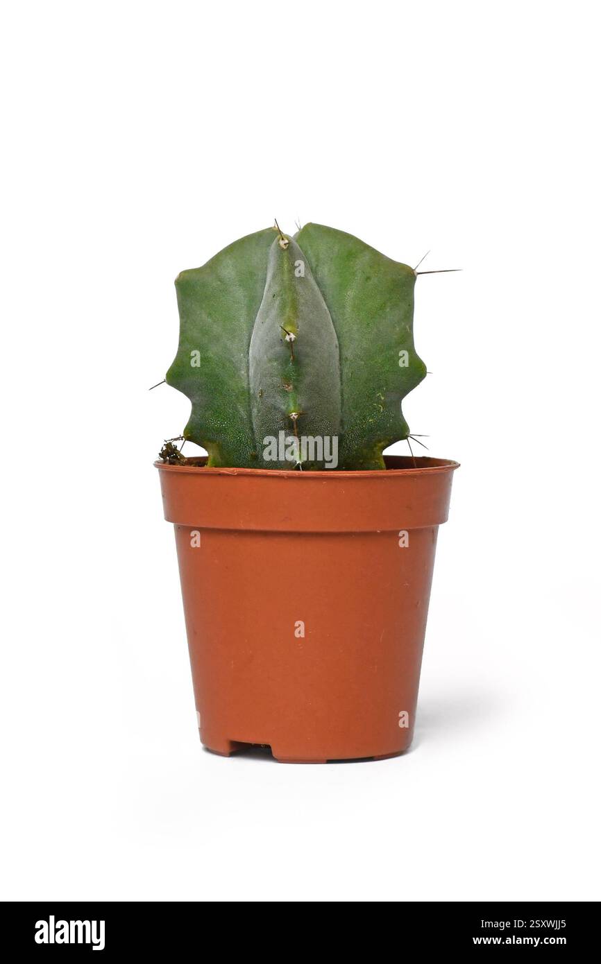 White ghost on gray background Cut Out Stock Images & Pictures - Alamy