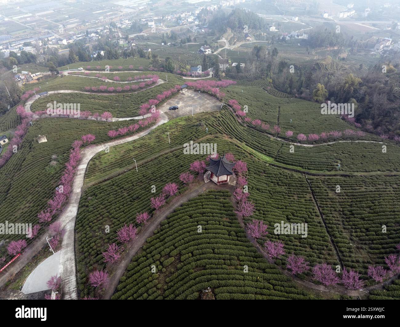 Aerial photo shows the early spring scenery of a tea garden in Yichang ...