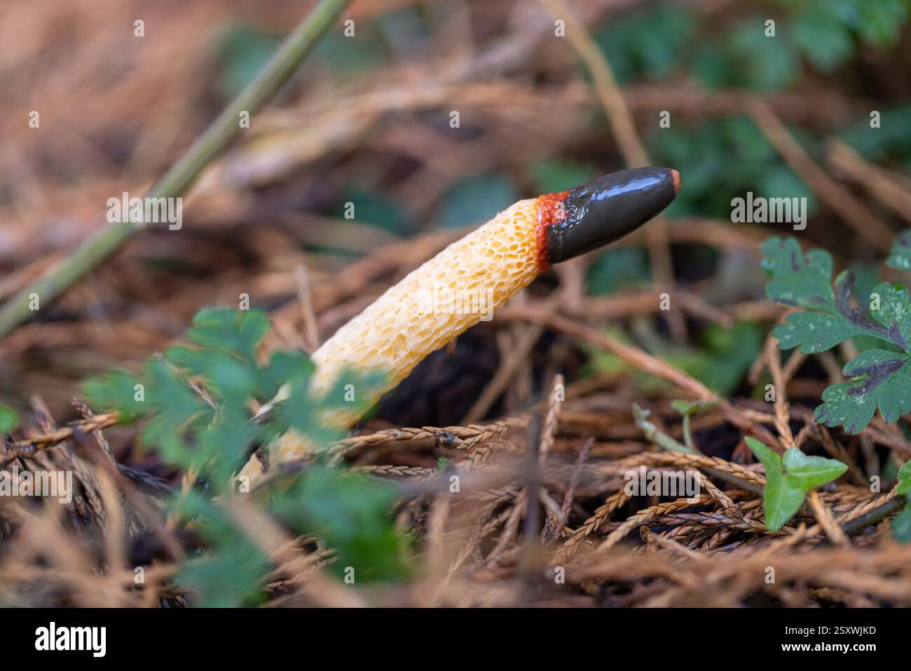 Close up of Dog Stinkhorn (Mutinus caninus) growing on the forest floor ...