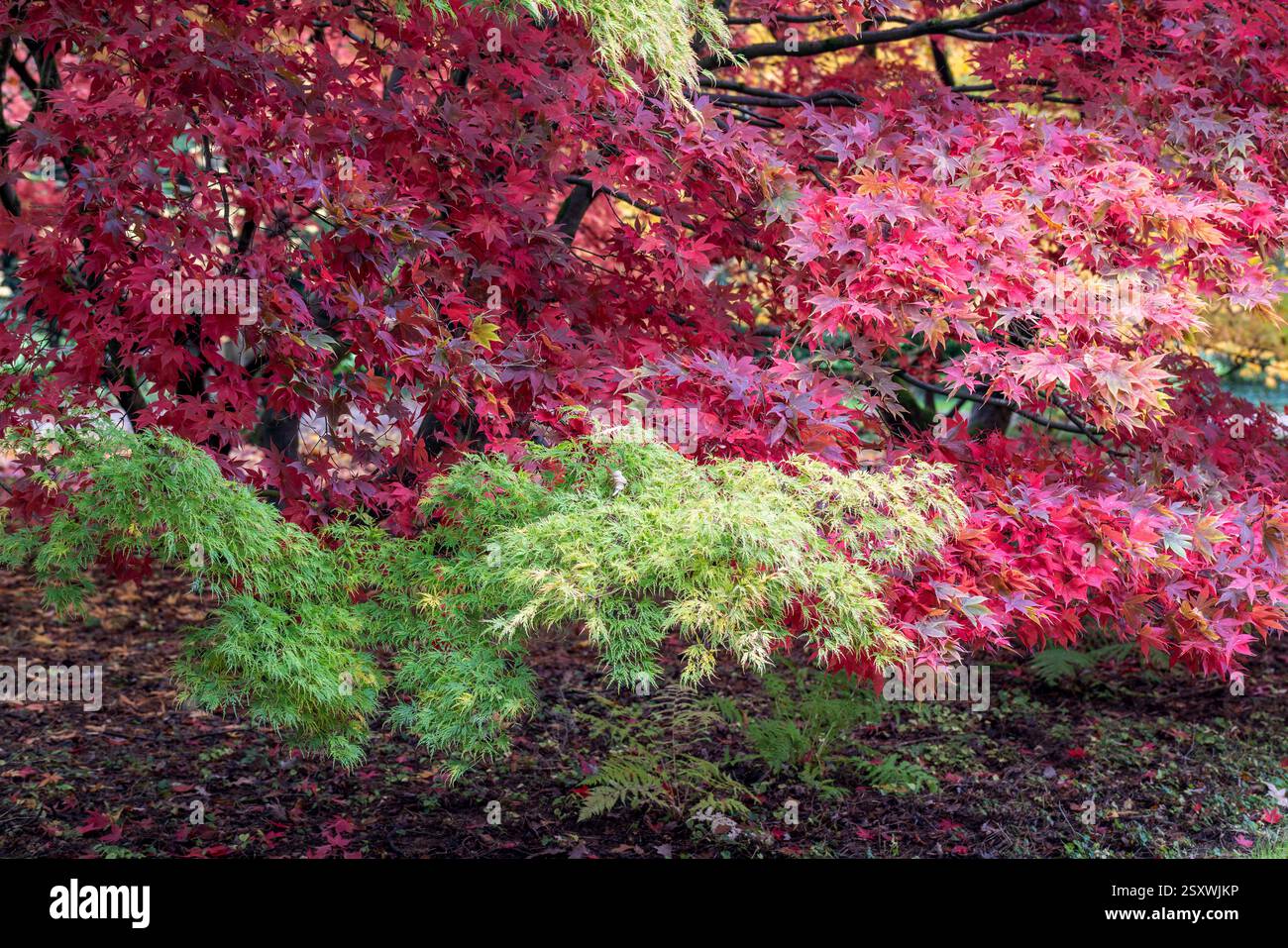 Bright autumn colour in the leaves of Acers in The Acer Glade at ...