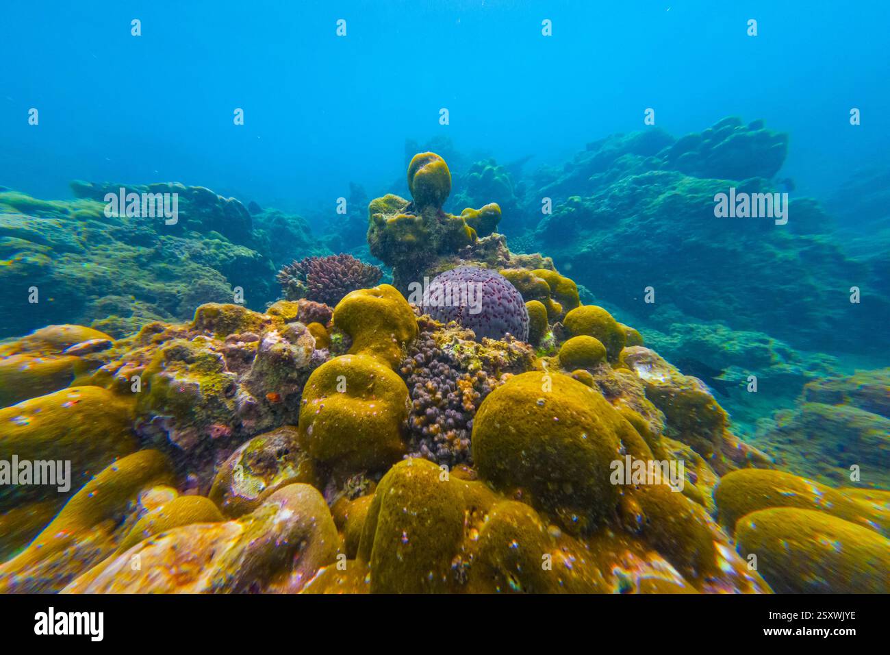 Underwater coral reef. View swim float, habitat of biocenosis of exotic ...