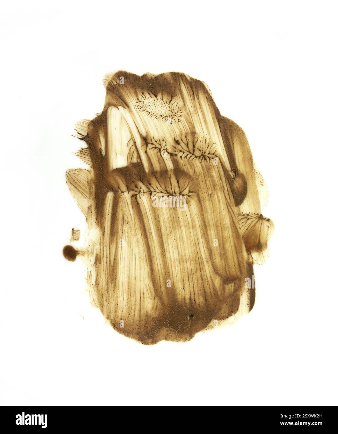 Wet mud, stains texture isolated on white. Mud pile isolated on white ...