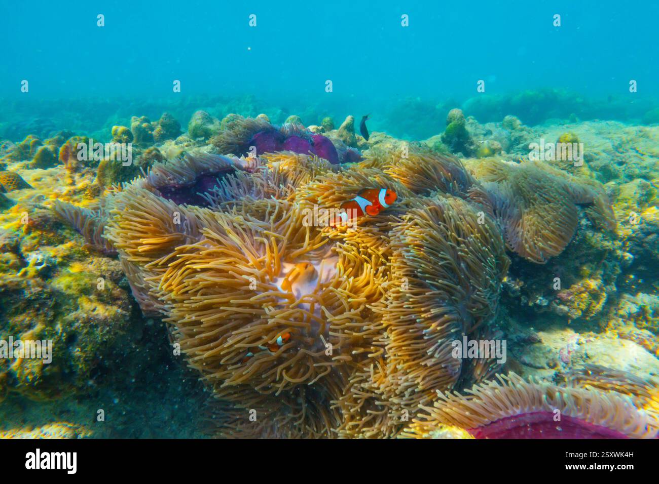 Three Clown fish Amphiprion ocellaris swim fish in polyps poisonous ...