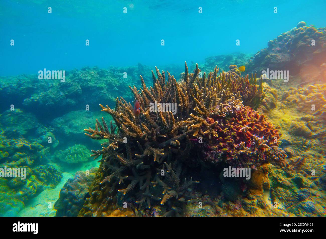 Underwater coral reef. View swim float, habitat of biocenosis of exotic ...