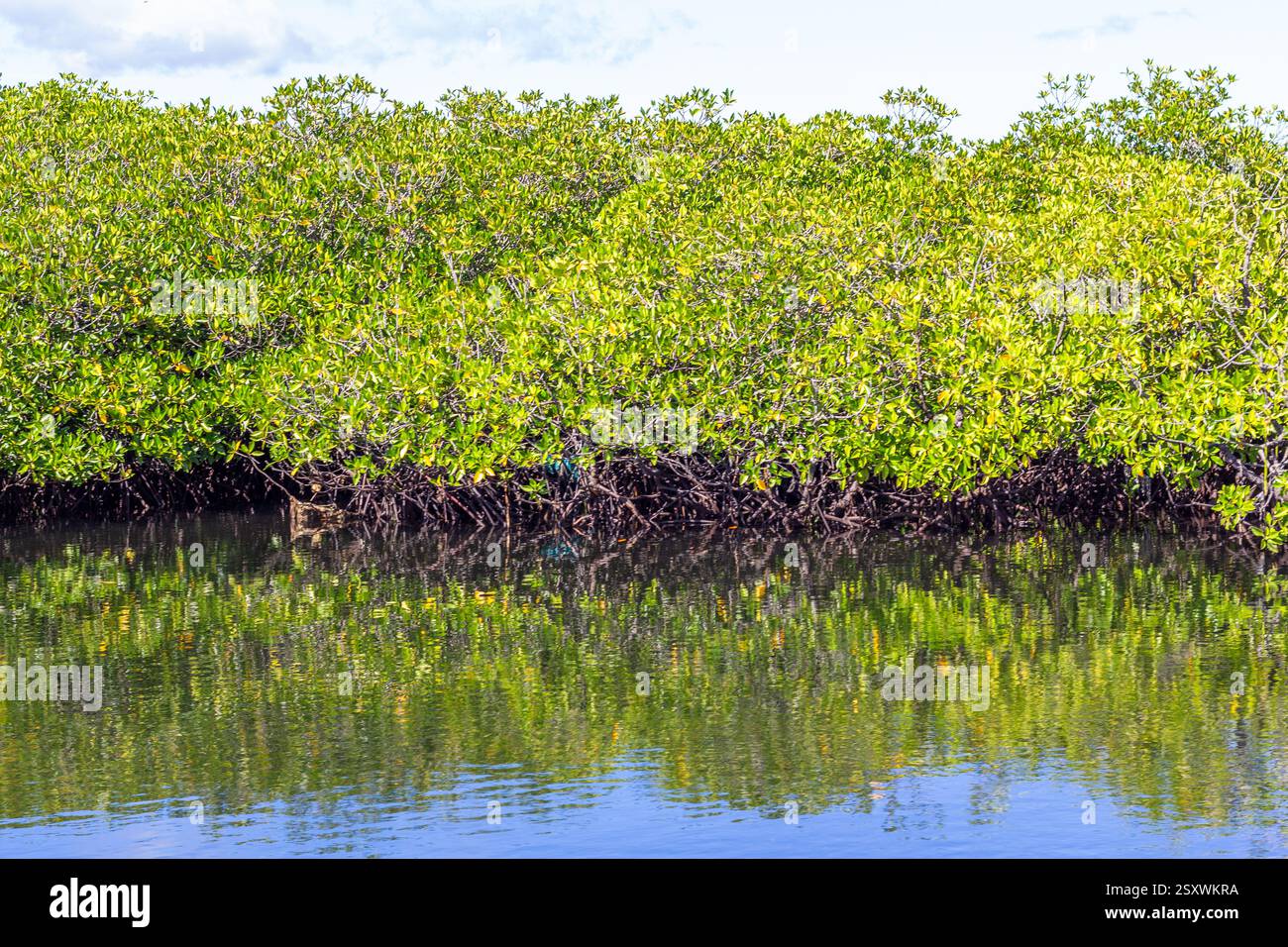 View of small mangroves growing along the coast of Mindanao ...