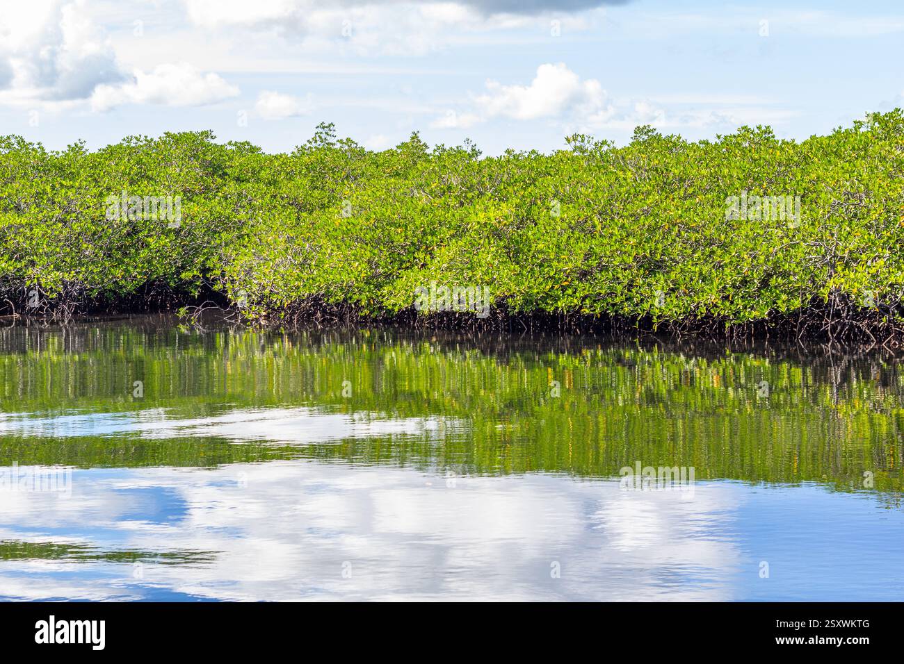 View of small mangroves growing along the coast of Mindanao ...