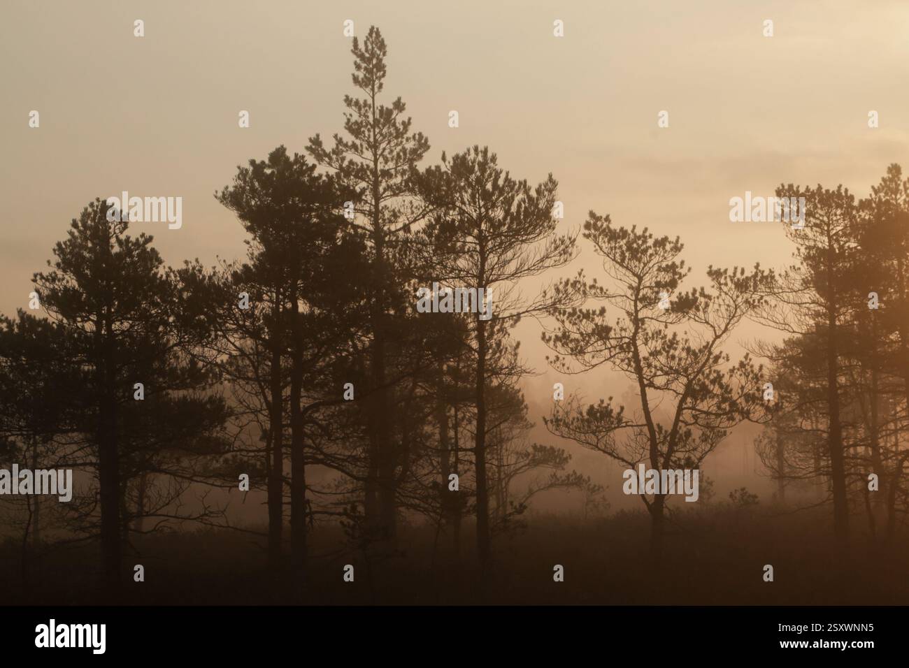 Veiled in mist hi-res stock photography and images - Alamy