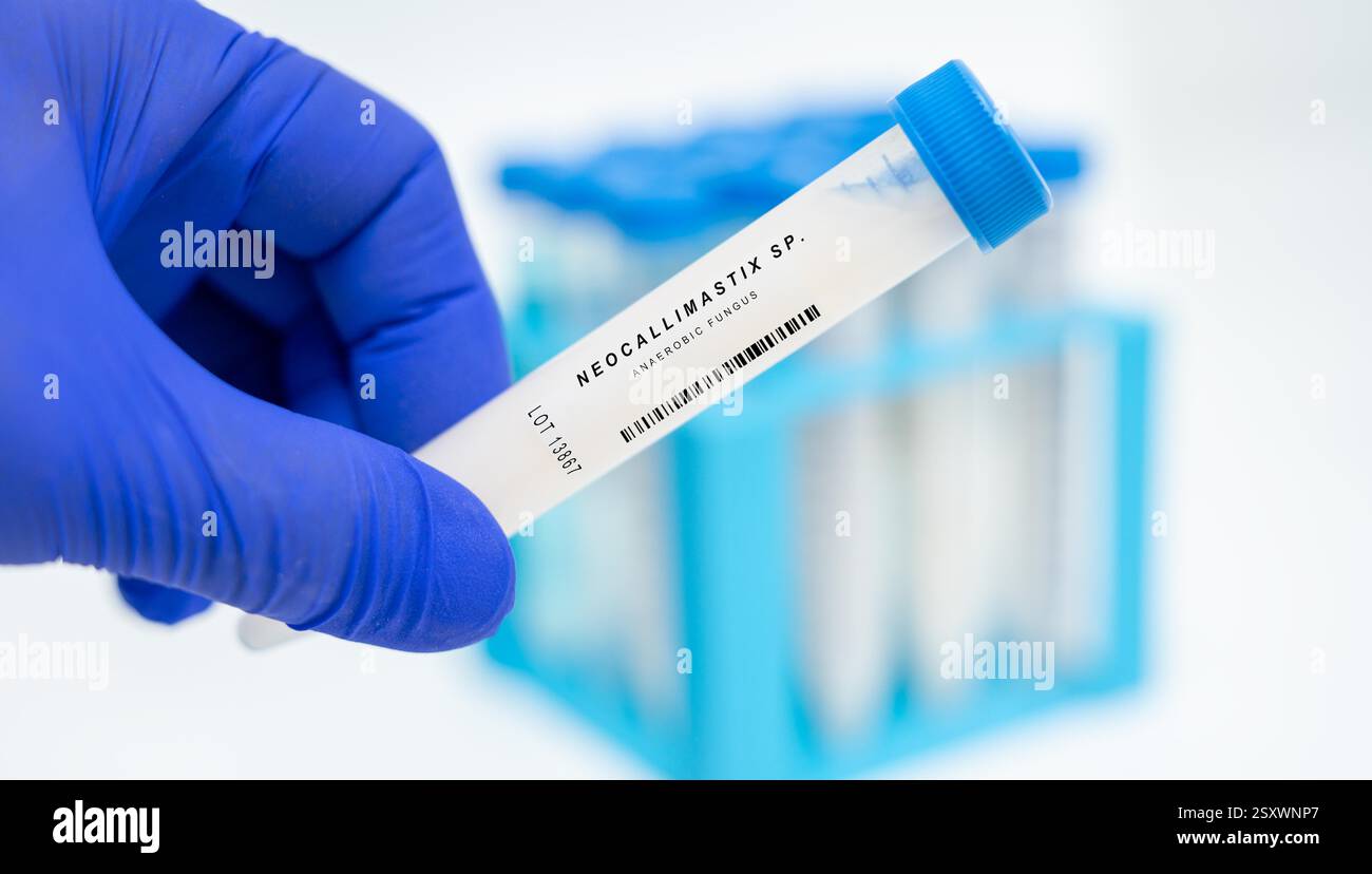Neocallimastix sp. Anaerobic fungus Found in ruminants, aids in ...