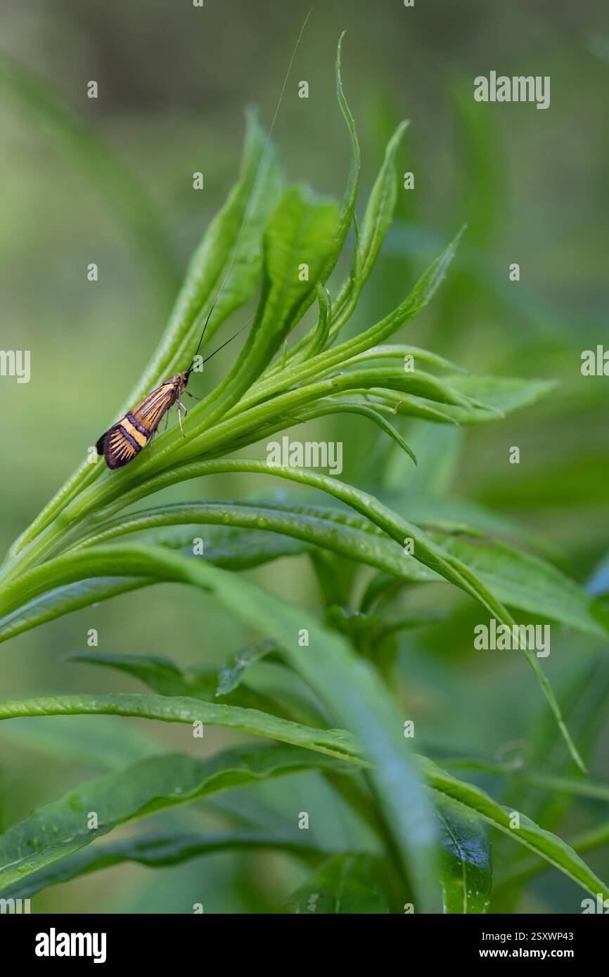 Nemophora degeerella or thfe longhorn moth, male Stock Photo - Alamy