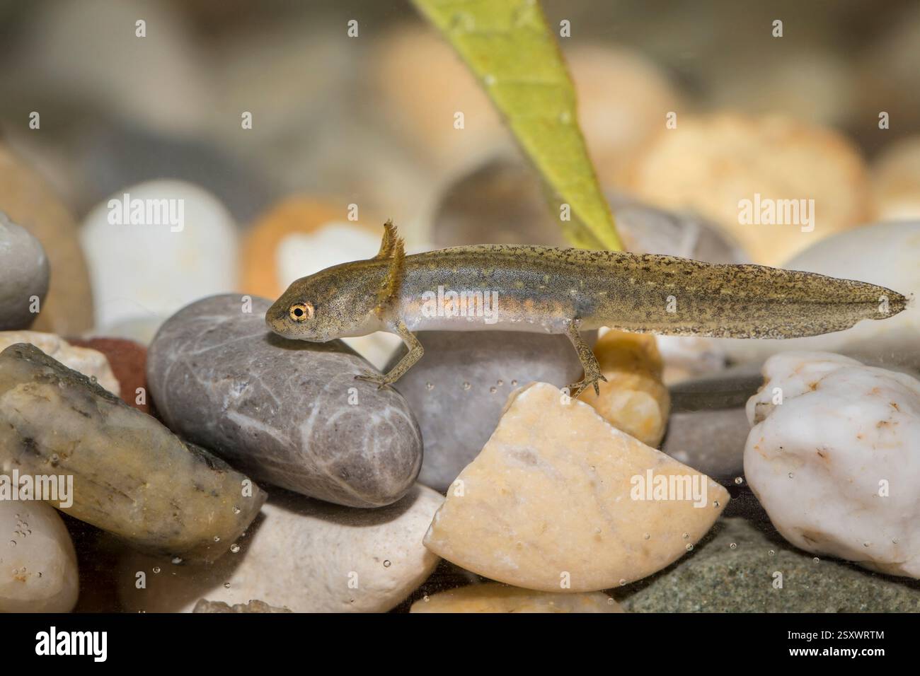 Smooth Newt (Lissotriton vulgaris), larva under water. Germany Stock ...