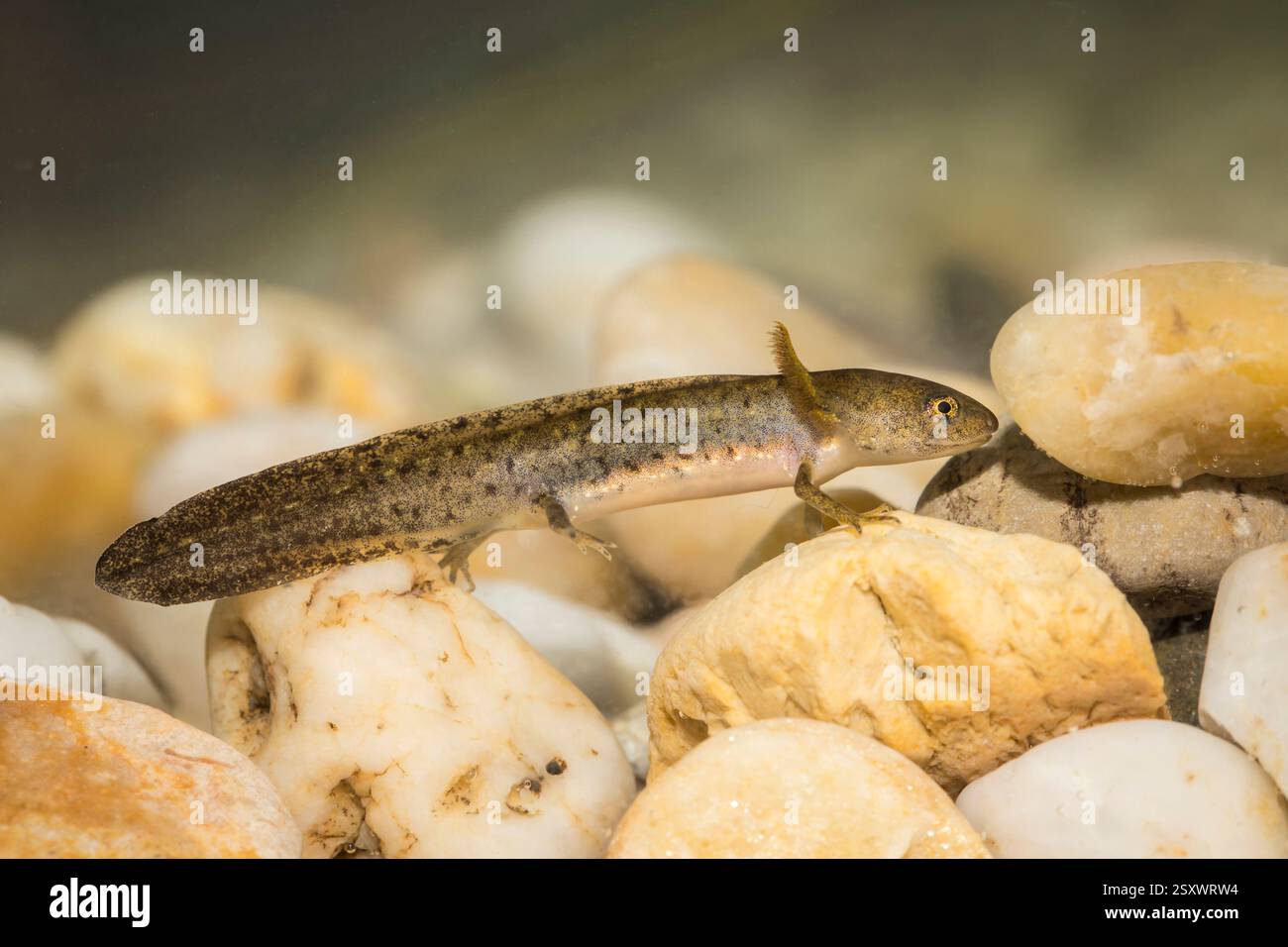 Smooth Newt (Lissotriton vulgaris), larva under water. Germany Stock ...