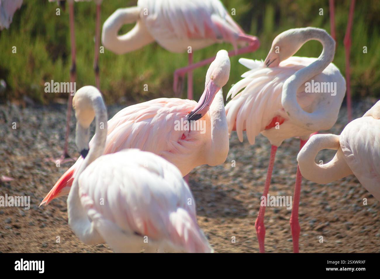 Flamingo bird in Ras Al Khor Dubai park Stock Photo - Alamy