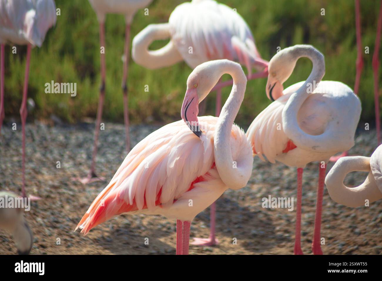 Flamingo bird in Ras Al Khor Dubai park Stock Photo - Alamy