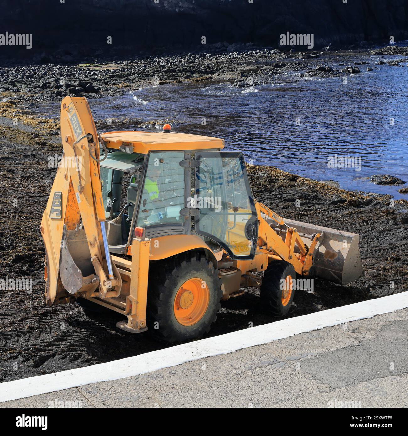 Workers using a JCB clearing invasive seaweed from choking the town ...