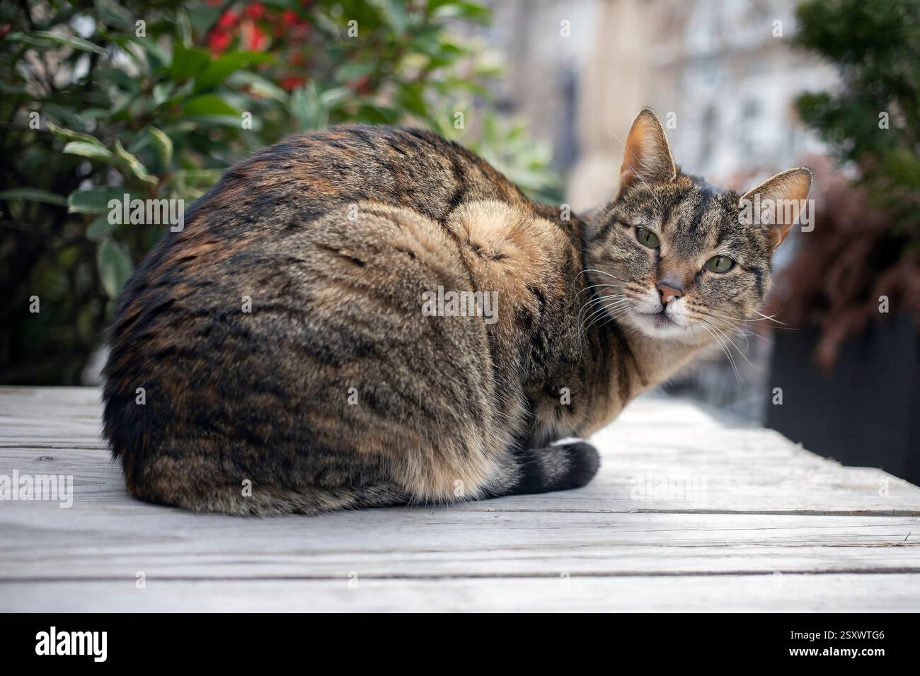 Portrait domestic fluffy tabby hi-res stock photography and images - Alamy