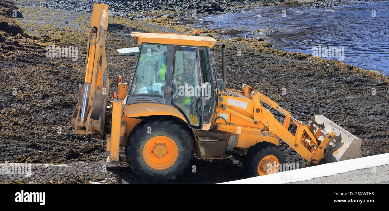 Workers using a JCB clearing invasive seaweed from choking the town ...