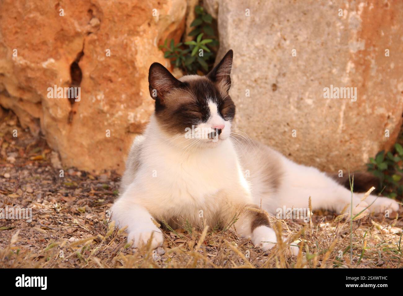 Domestic cat (4 month old) with point coloration dozing in front of a ...