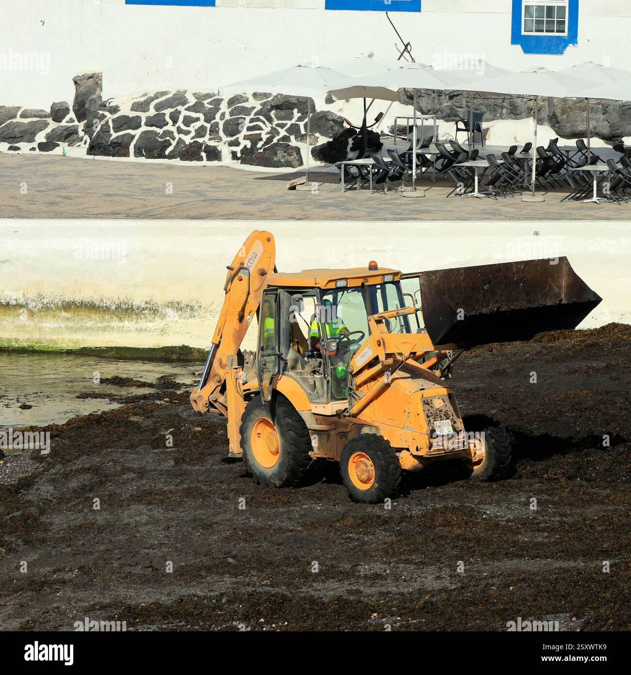 Workers using a JCB clearing invasive seaweed from choking the town ...