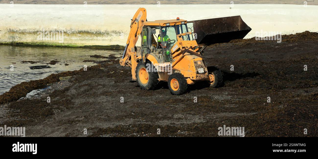 Workers using a JCB clearing invasive seaweed from choking the town ...